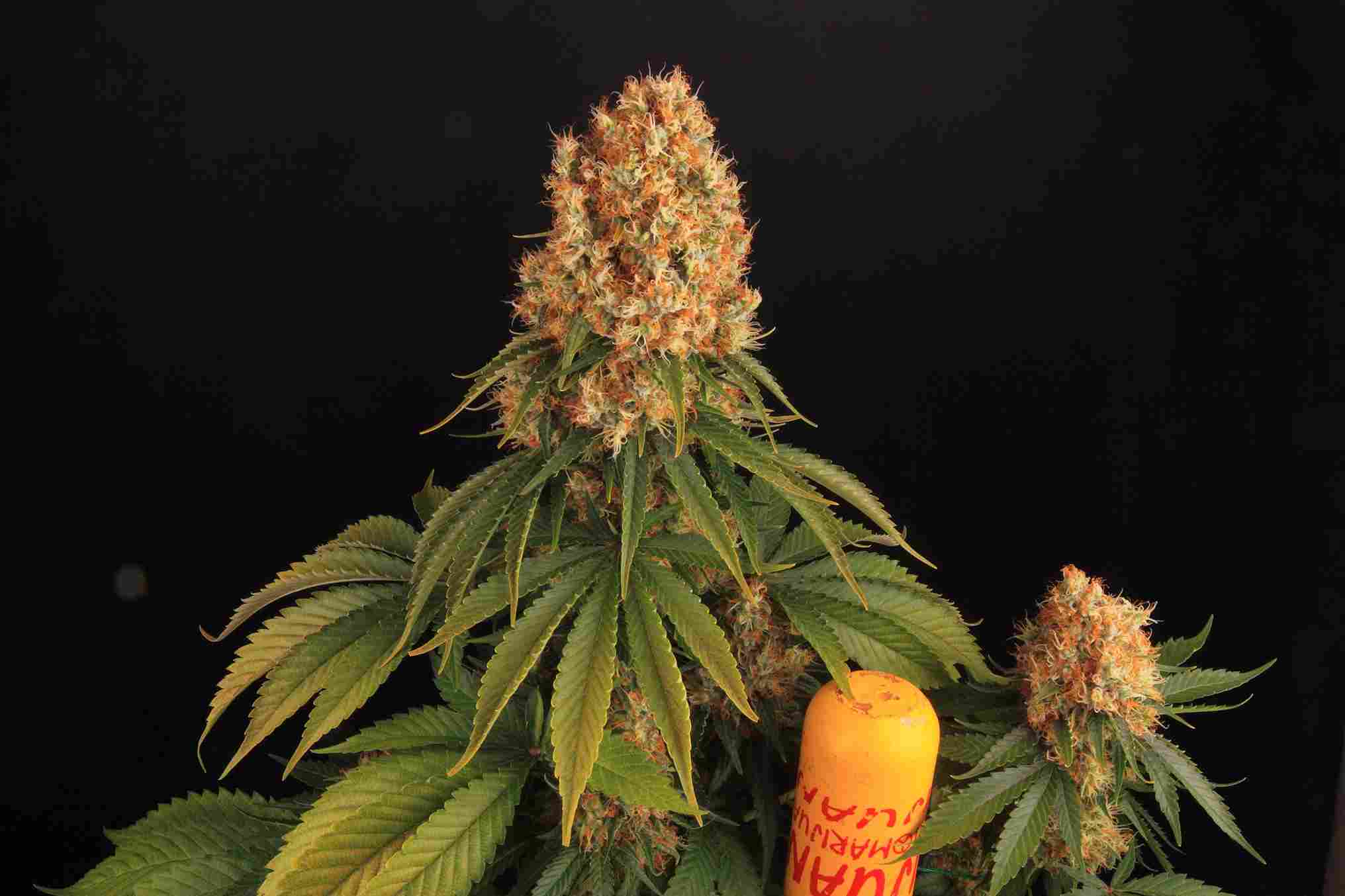 Orange Sherbert Strain - Medizinisches Cannabis