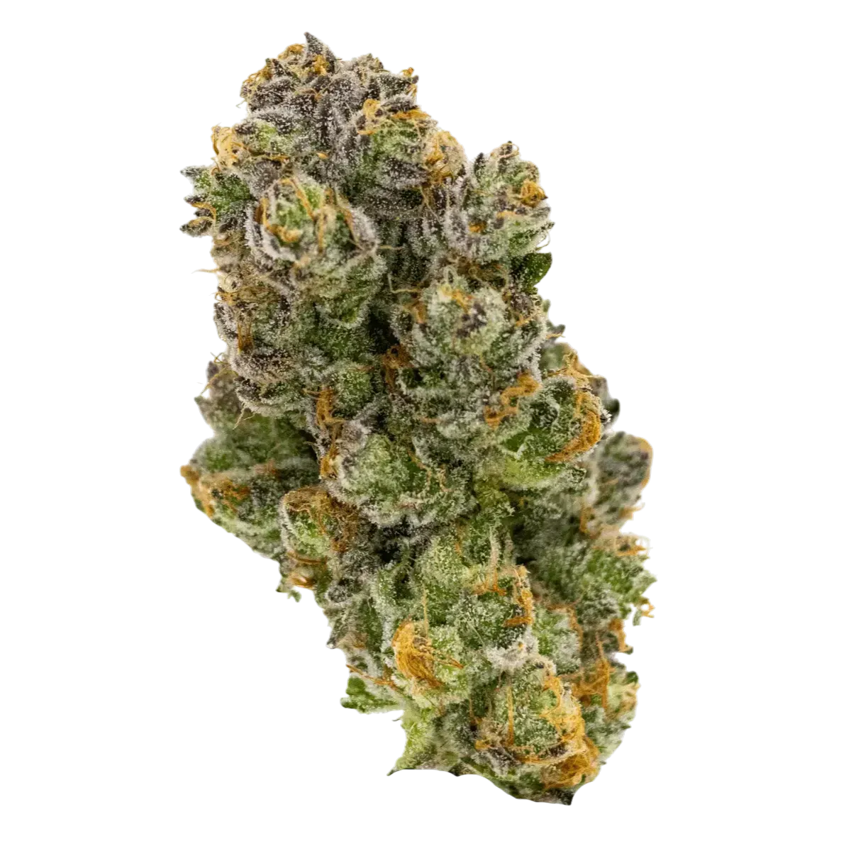 aleph red 30/1 » Live Bestand