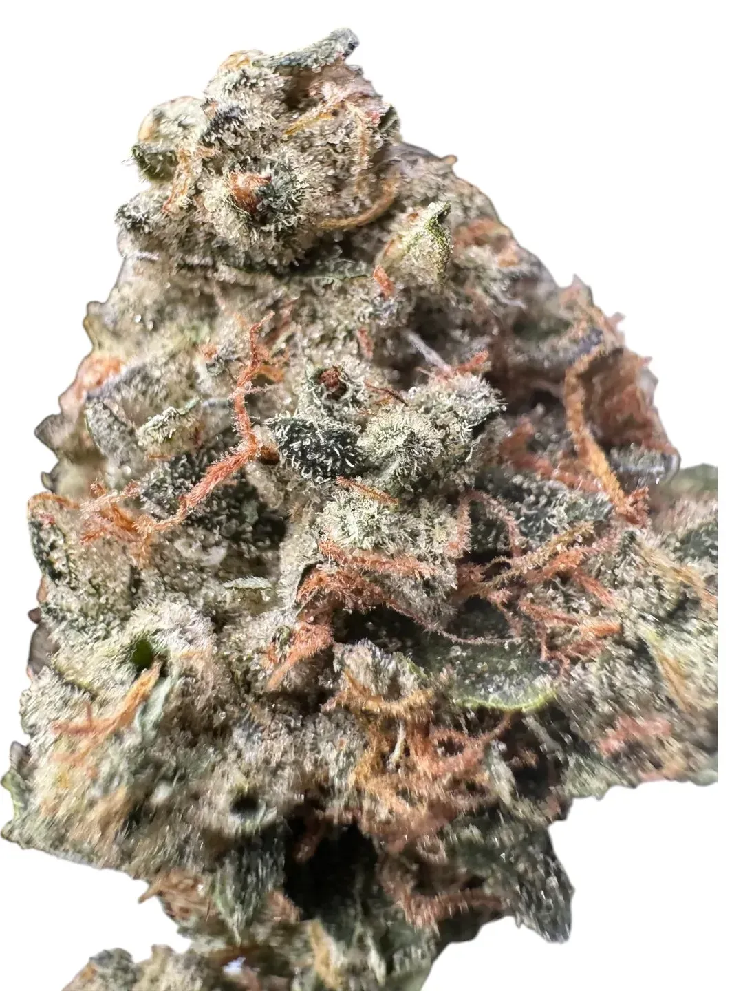 Barongo 30/1 MC Animal Mintz Cross » Live Bestand