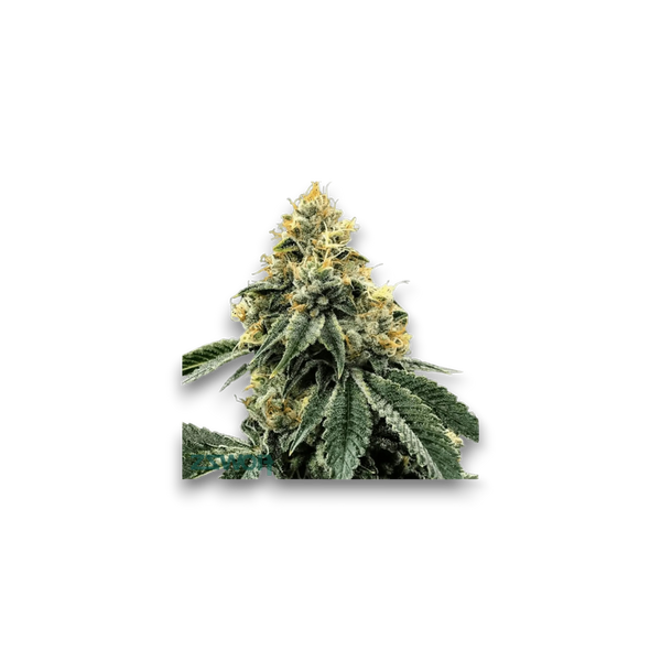 Purple Flame Strain » Samen, Bewertungen & Anbau