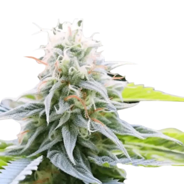 Super Alien Mints Strain » Samen, Bewertungen & Anbau