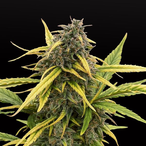 Auto Critical Strain » Samen, Bewertungen & Anbau