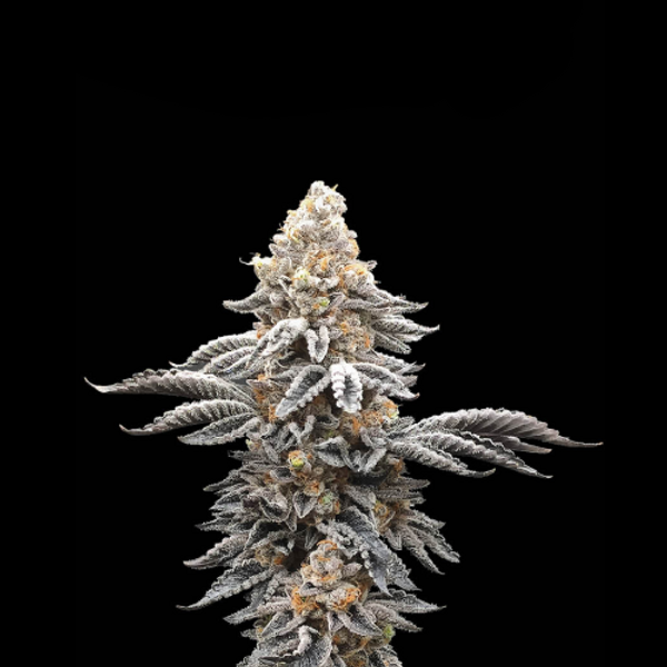 Apollo Black Cherry Fem Strain » Samen, Bewertungen & Anbau