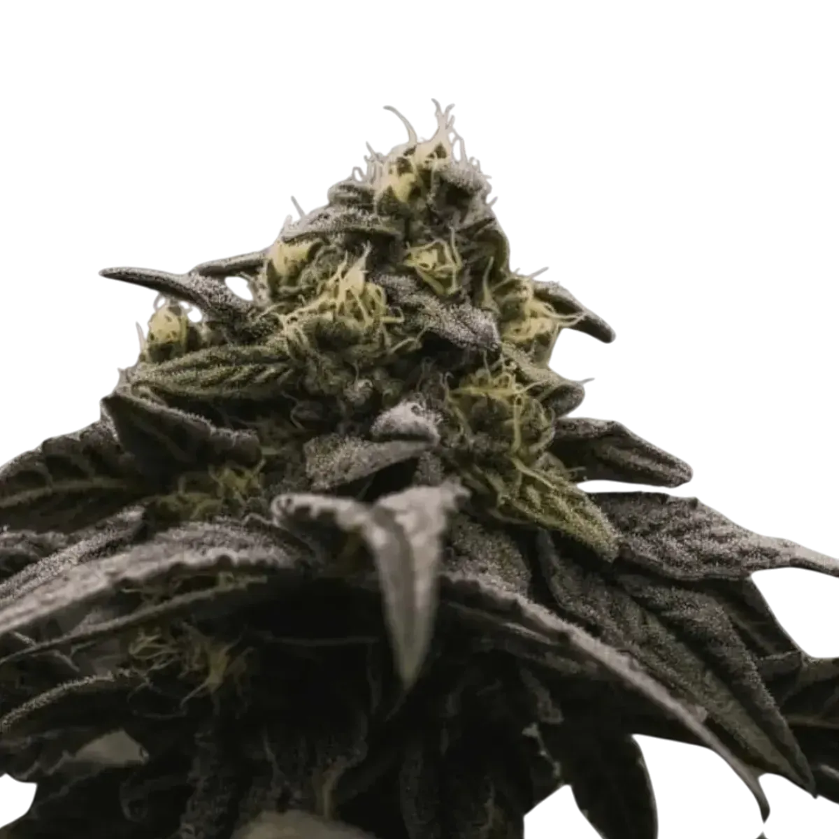 Apple Rock Candy Strain » Samen, Bewertungen & Anbau